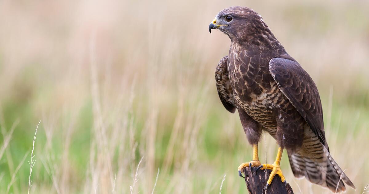 Bussard, Habicht und Co.: Wie Sie Greifvögel voneinander unterscheiden ...