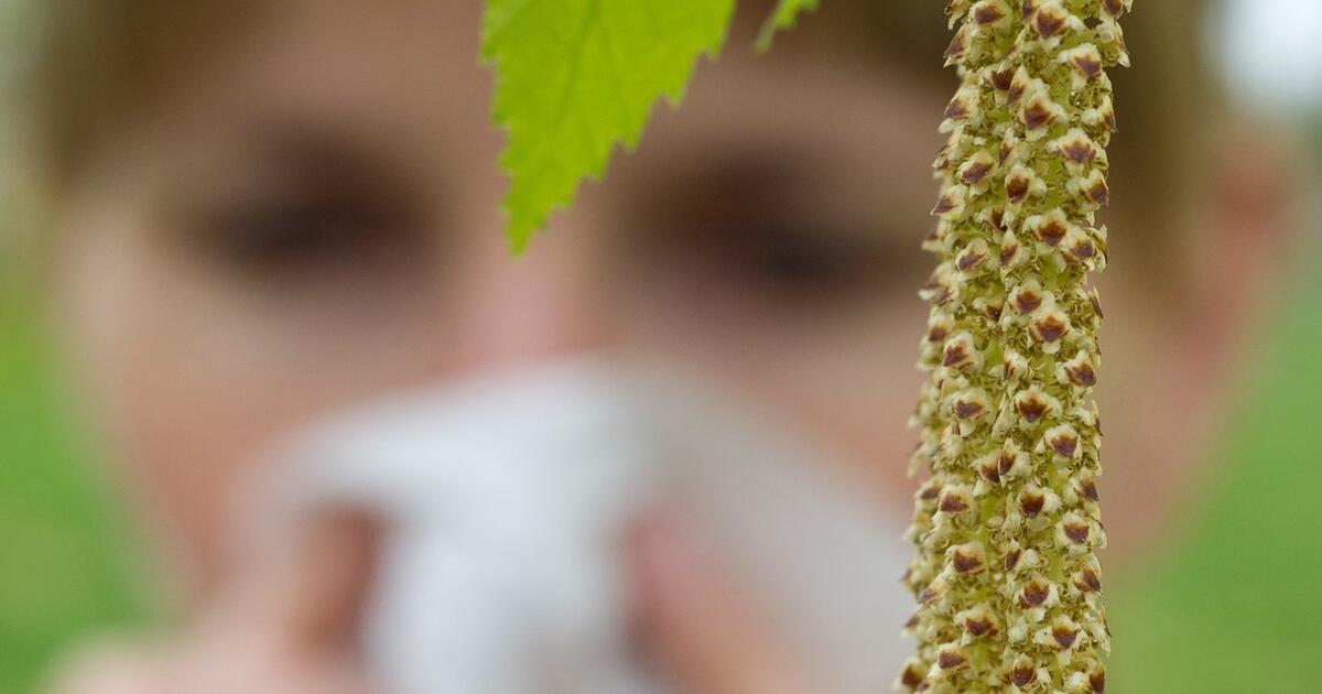 Pollenflugkalender 2020 Das müssen Allergiker jetzt wissen | GMX
