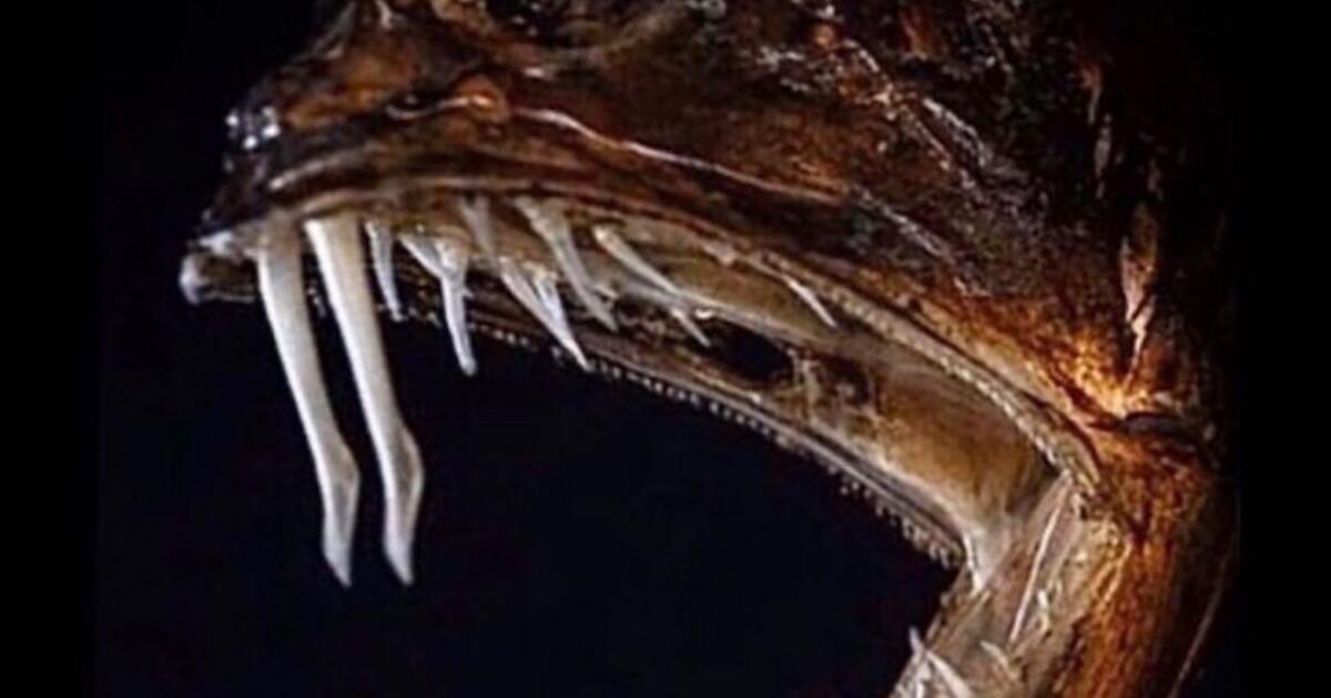 Präparierte Monsterfische: Das Grauen aus der Tiefe | GMX