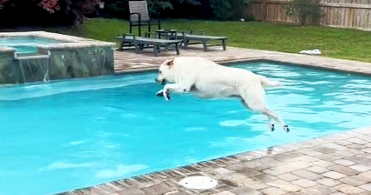 Freche Wasserratte: Labrador "Buster" bekommt nicht genug vom Pool | GMX