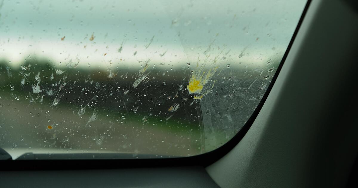 Im Frühjahr gelbe Flecken auf dem Auto? Dieses Tier ist schuld | GMX