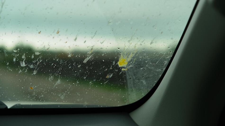 Im Frühjahr gelbe Flecken auf dem Auto? Dieses Tier ist schuld | GMX