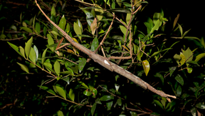 Stabschrecke "Acrophylla alta" auf Ästen sitzend