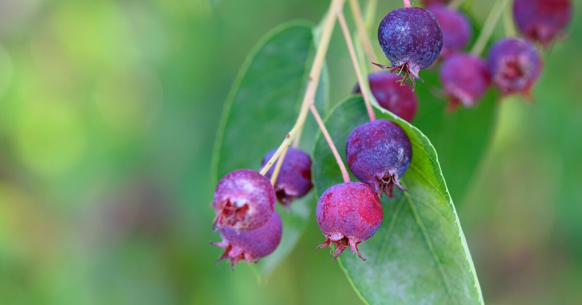 Diese Beeren haben einen Marzipan-Geschmack – kaum jemand kennt sie | GMX