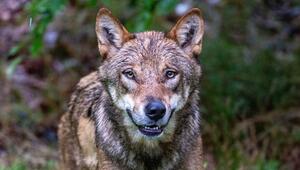 Wolf beißt Jungen in den Niederlanden und zerrt ihn in Wald