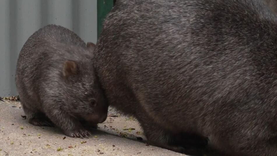 Zoo in Halle feiert Wombat-Nachwuchs - die Geburt blieb unbemerkt ...
