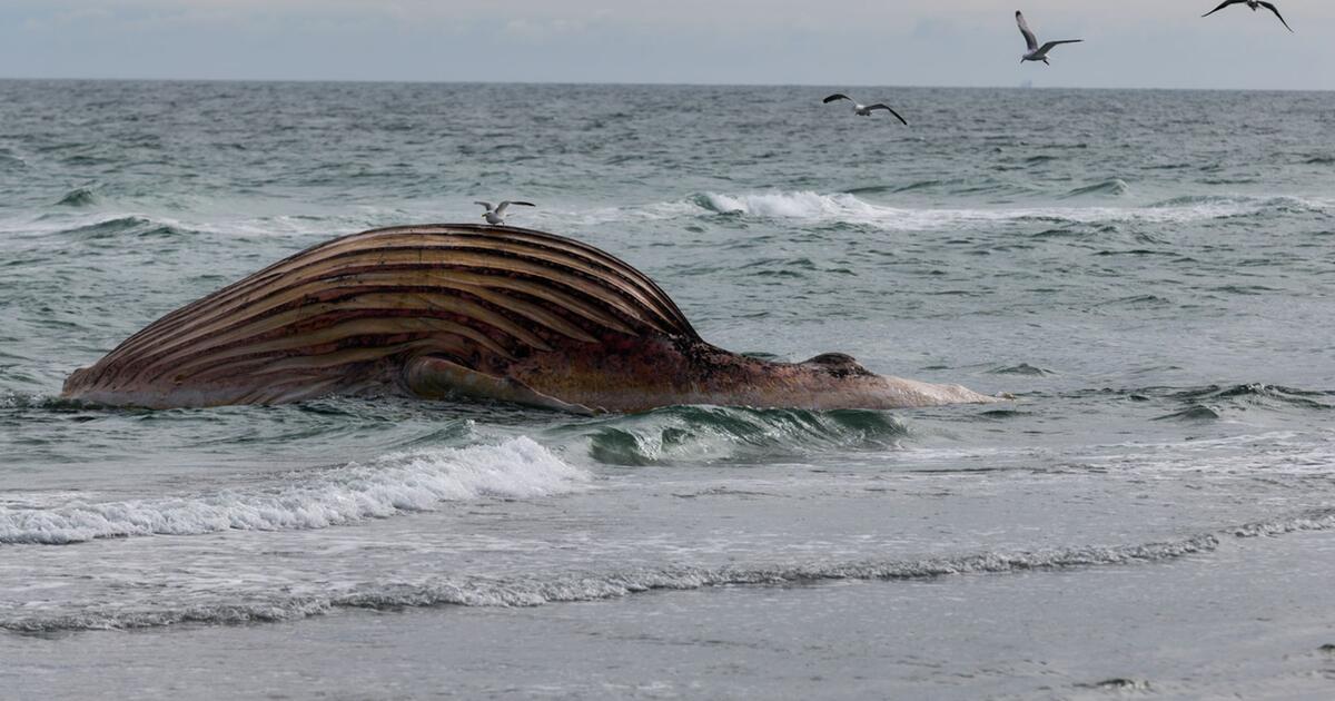 Toter Buckelwal wird direkt am Strand obduziert | GMX