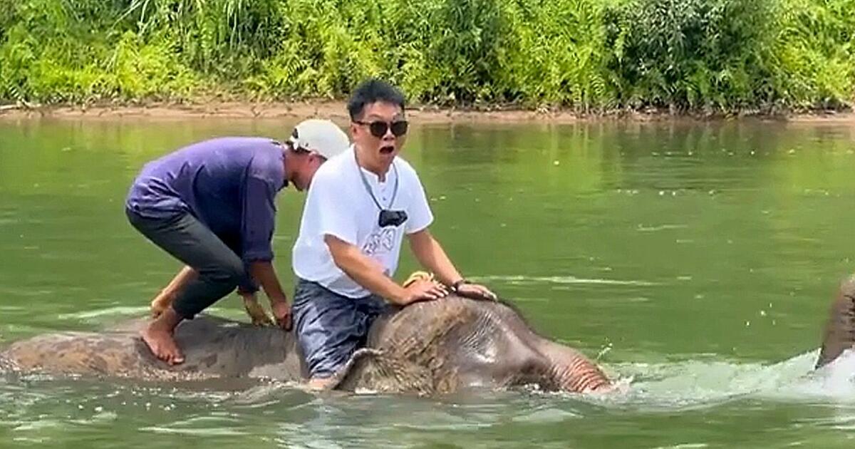 Elefant taucht mit Touristen mitten im Fluss ab - Video | GMX