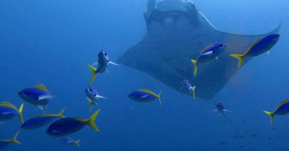 Forschungsteam verblüfft: So tief tauchen Mantarochen | GMX