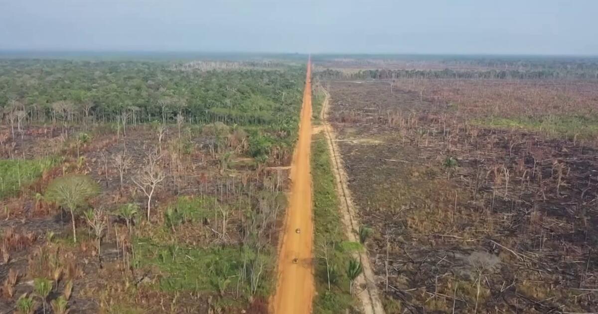 Waldrodung in Brasilien: Abholzungsrate so hoch wie zuletzt vor zehn ...