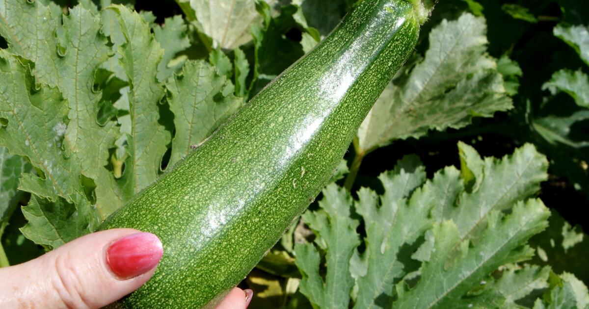 Achtung giftig: So darf Zucchini auf keinen Fall schmecken | GMX