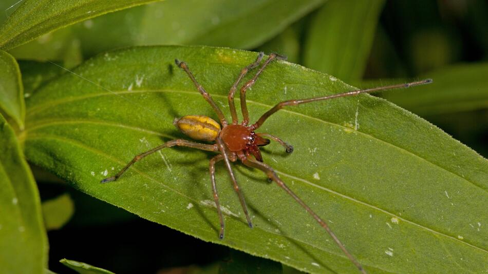 Der Biss dieser Giftspinne ist besonders gefährlich | GMX
