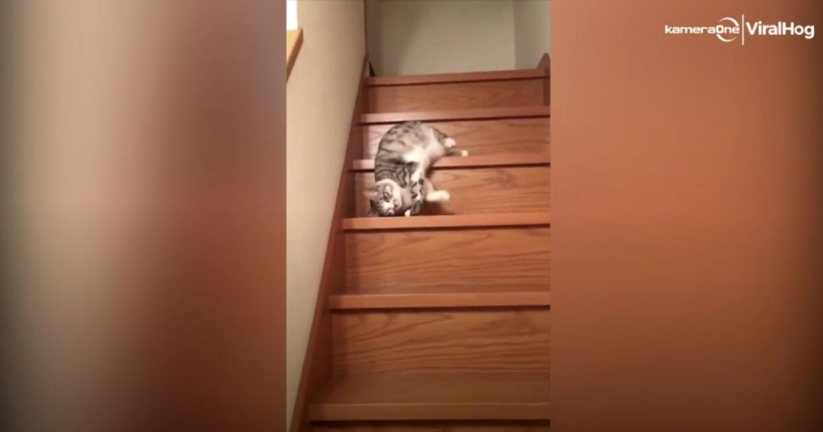 Tierisch faul: Katze lässt sich Treppe herunterfallen | GMX