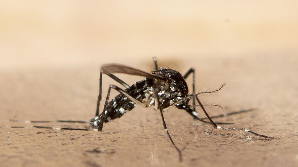 Malaria und Dengue: Forscher diskutieren Mücken-Ausrottung | GMX