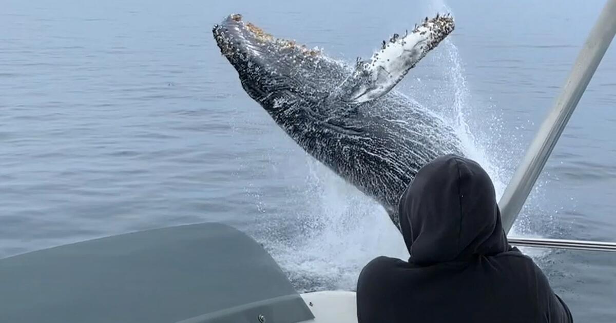 Was für ein magischer Moment! Wal-Baby überrascht Ausflügler | GMX