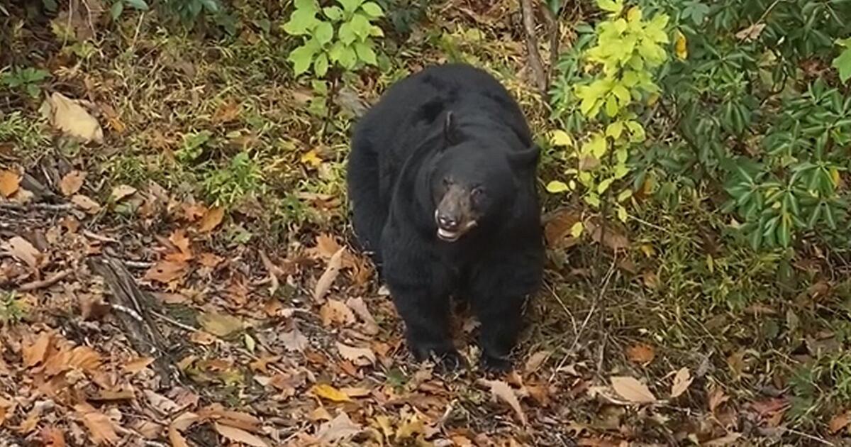 Schwarzbär nähert sich Familie – Mann und Bär reagieren cool - Video | GMX
