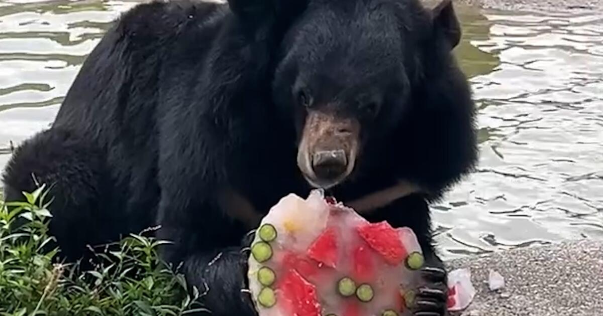 Gefrorene Früchte gegen die Hitze – so bleiben Schwarzbären cool ...