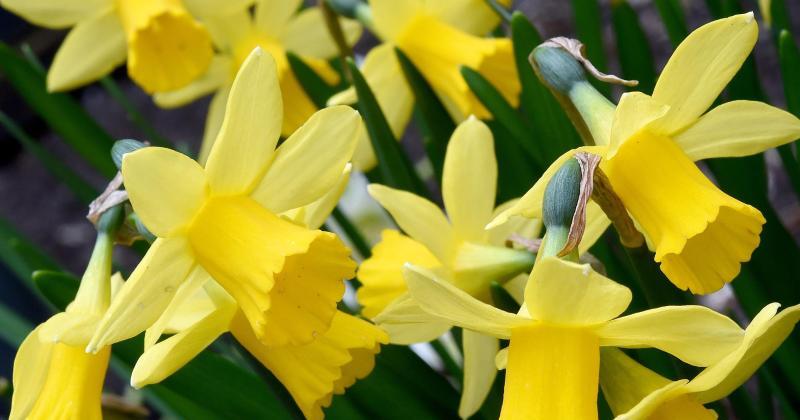 Narzissen im Strauß: Eine Nacht alleine in die Vase stellen | GMX
